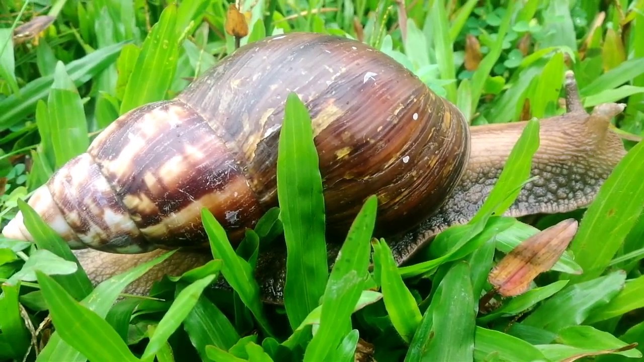 Hamuk (in assam) - YouTube