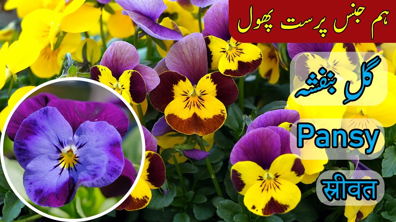 Introduction of Pansy | گلِ بنفشہ | Gul-E-Banafsha | Viola Tricolor ...
