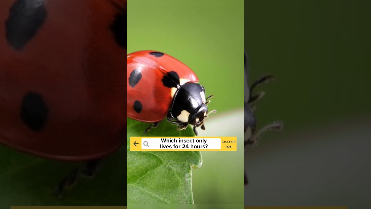 Which Insect Only Lives For 24 Hours shorts YouTube Which Insect Only Lives For 24 Hours shorts YouTube