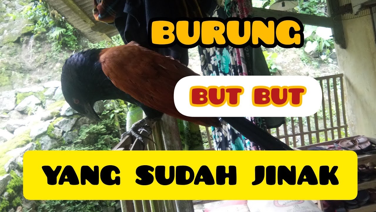 BURUNG BUT BUT - YouTube