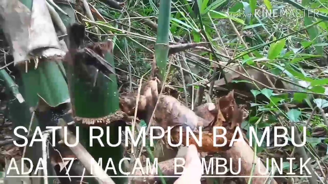 SATU RUMPUN BAMBU ADA 7 MACAM BAMBU UNIK - YouTube