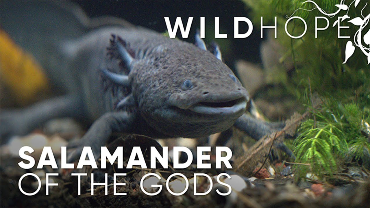 Wild axolotls are being saved by... nuns and Aztec gardens? | WILD HOPE ...