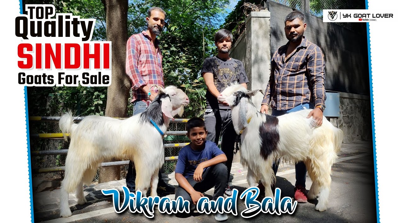 Khubsurti ke Badshah Sindhi Goats VIKRAM & BALA Available For Sale at ...