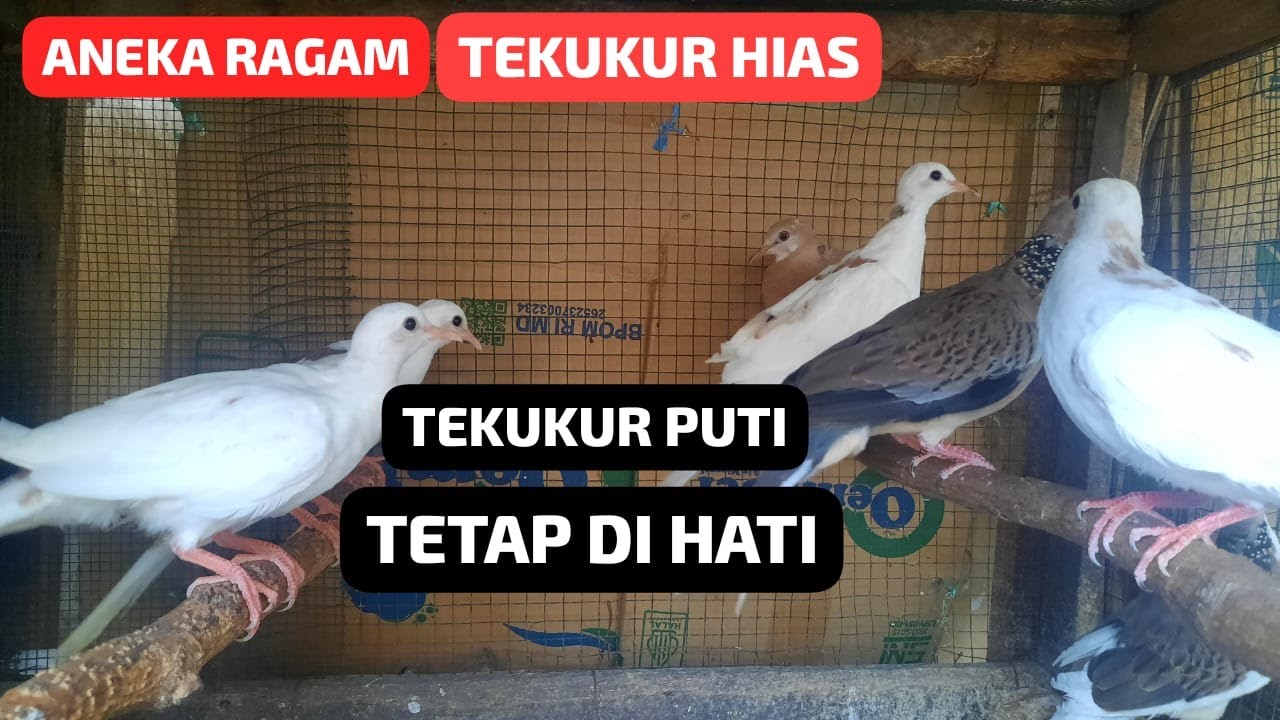 Pusat Tekukur Putih Tekukur Hias di Situbondo #tekukurjawa # ...