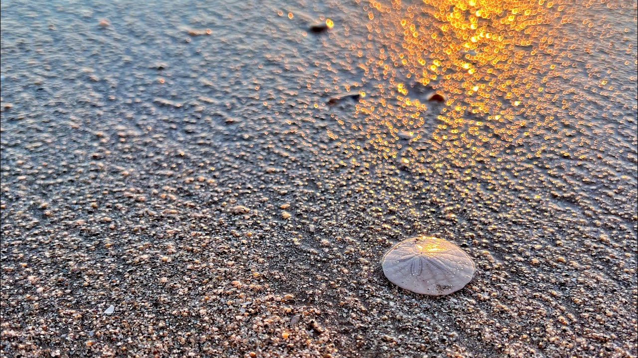 Relaxing Beach, 5-minute Mindful Moment, Video 4 - enjoy low tide and ...