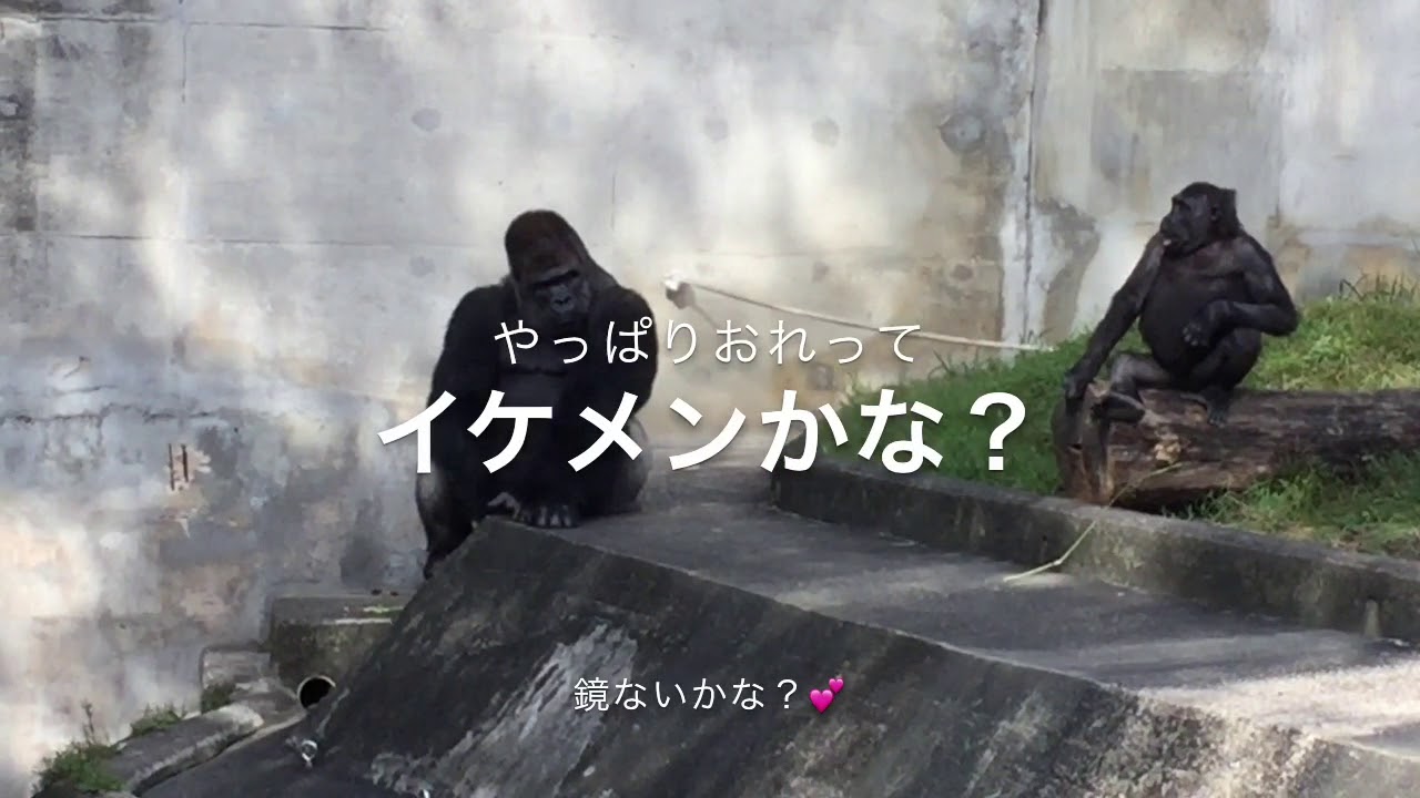 Ultra-popular gorilla in Japan The name is Shabani's first impressive ...