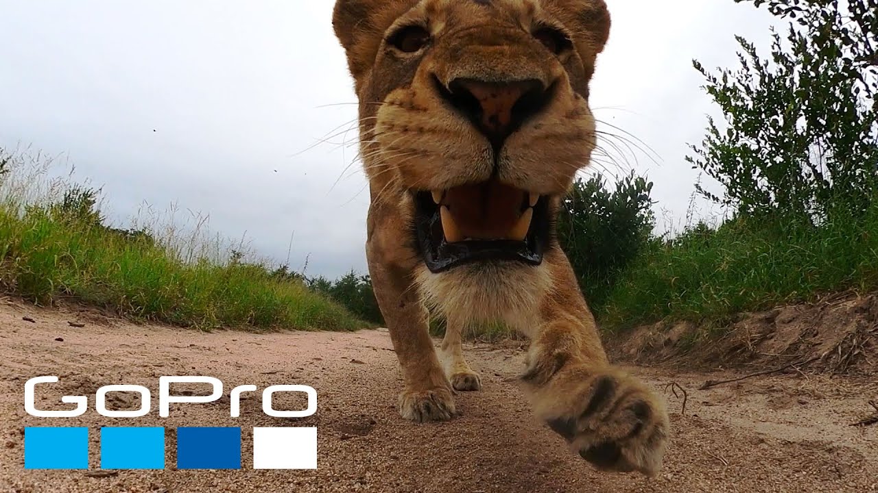 GoPro Awards: Lion Steals Camera - YouTube