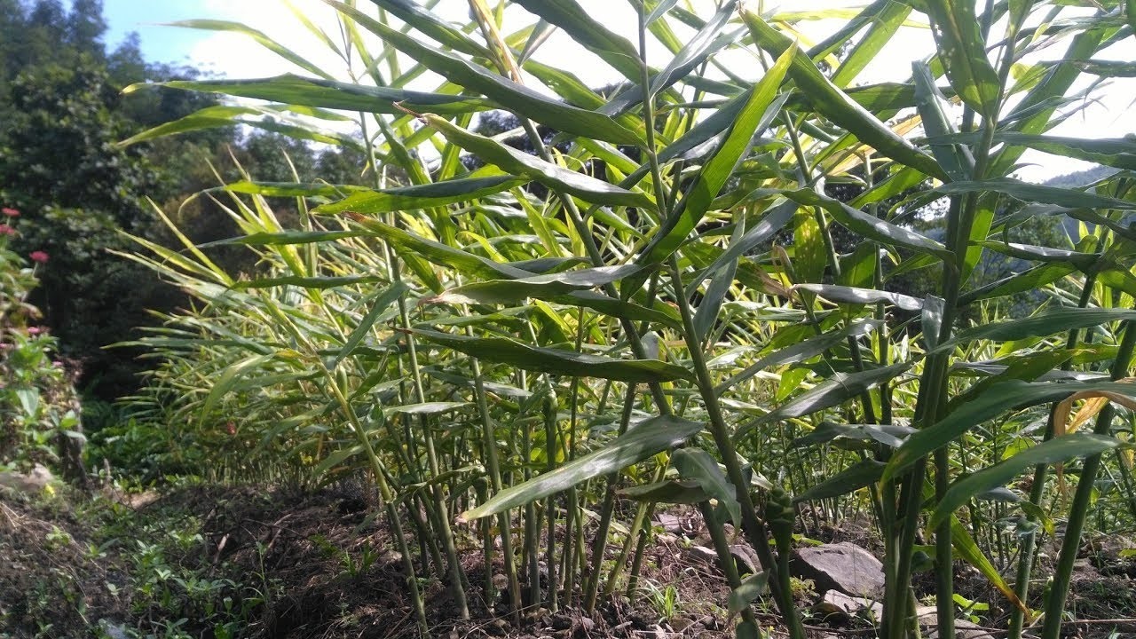 Tanaman Halia Tanah Tinggi - Membaja - YouTube