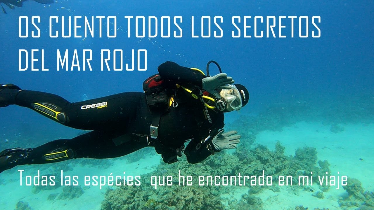 GUÍA COMPLETA DE BUCEO EN EL MAR ROJO - YouTube
