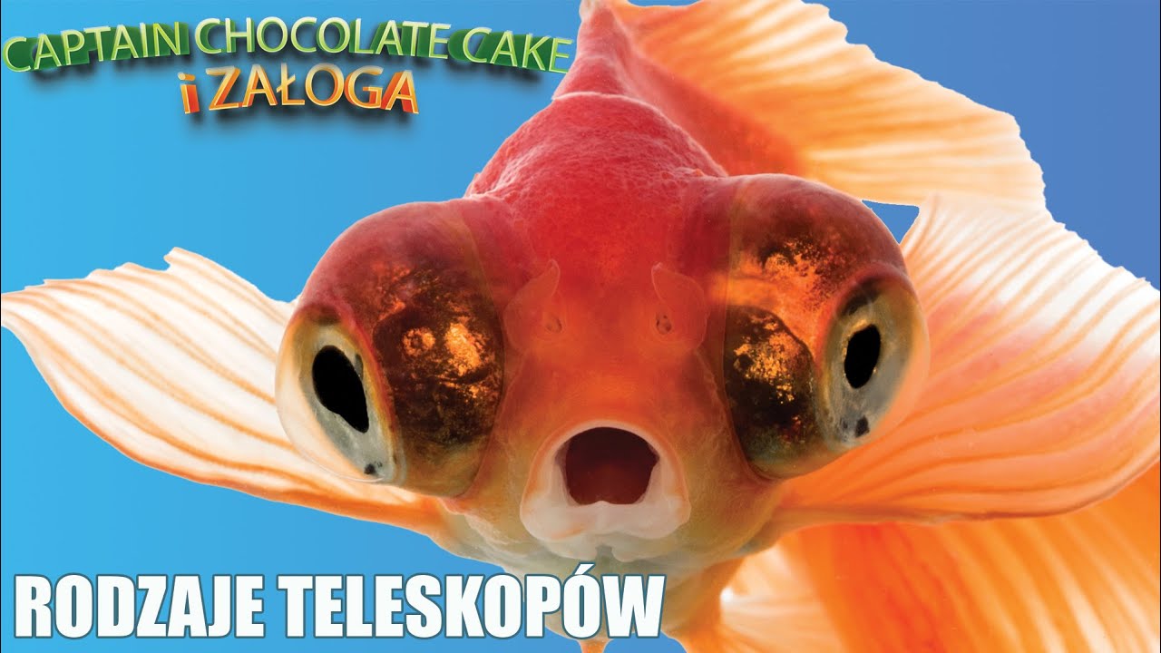 Rodzaje welonek teleskopowych oraz różne typy oczu welonów - YouTube