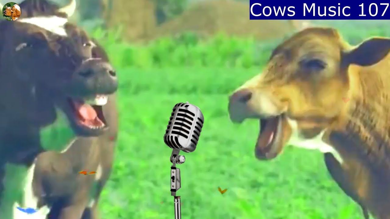 FUNNY COW DANCE 107 | COW FUNNY | COW DANCE & SONG VIDEOS |COWS MUSIC ...