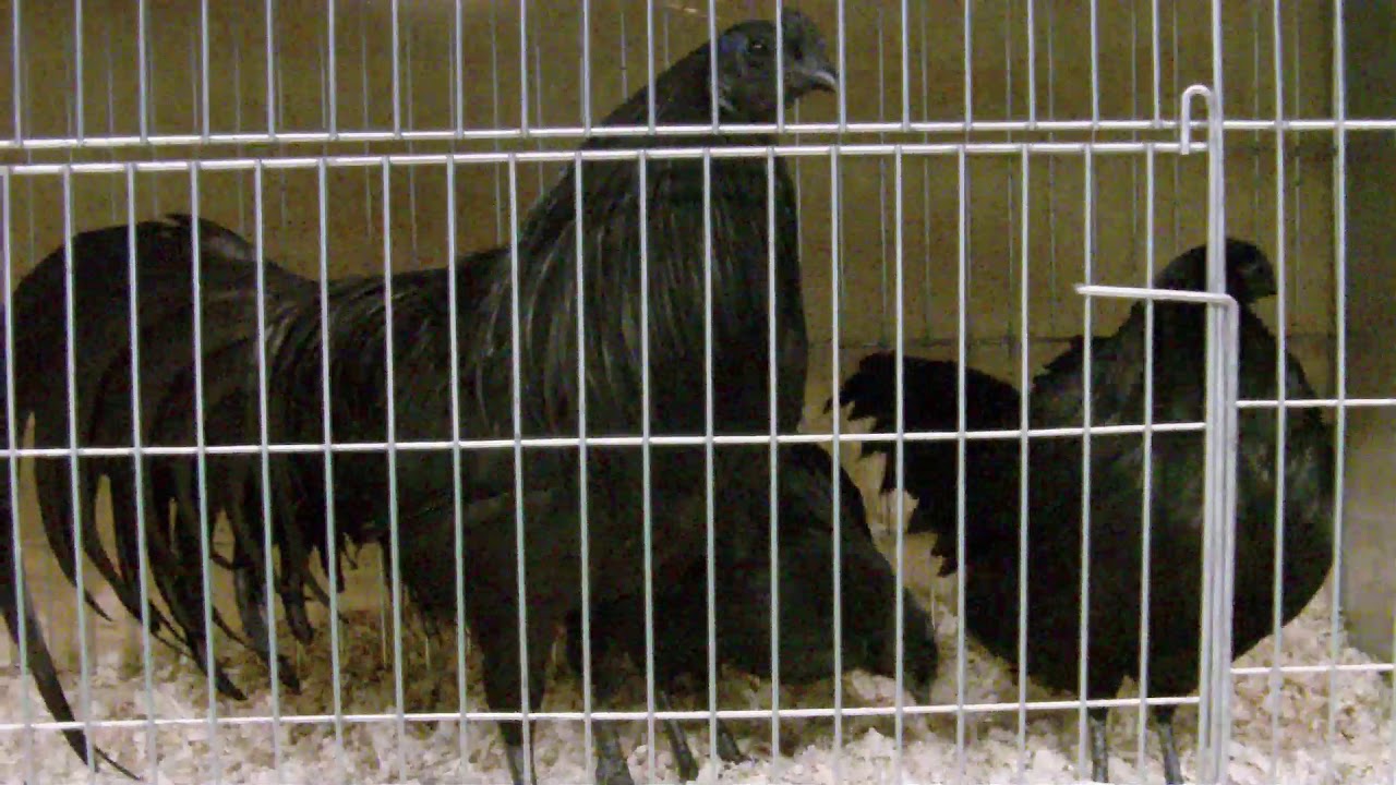 Sumatra bantam trio. - YouTube
