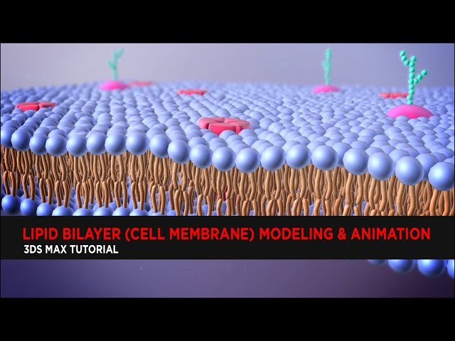 Phospholipid Bilayer Model Project
