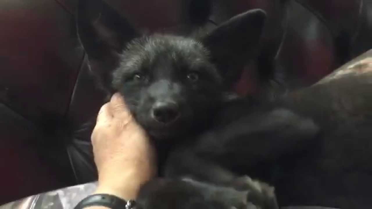 Quink the silver fox cub: up close and personal. - YouTube