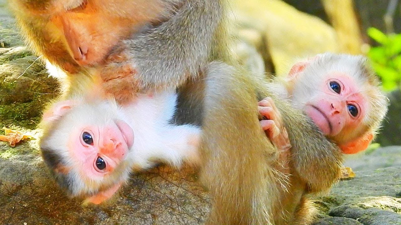 Extremely gorgeous baby monkey Jovi look Beautiful & healthy by Mom ...