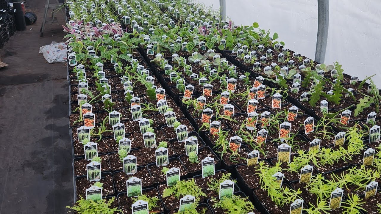 Planting flower plugs - YouTube