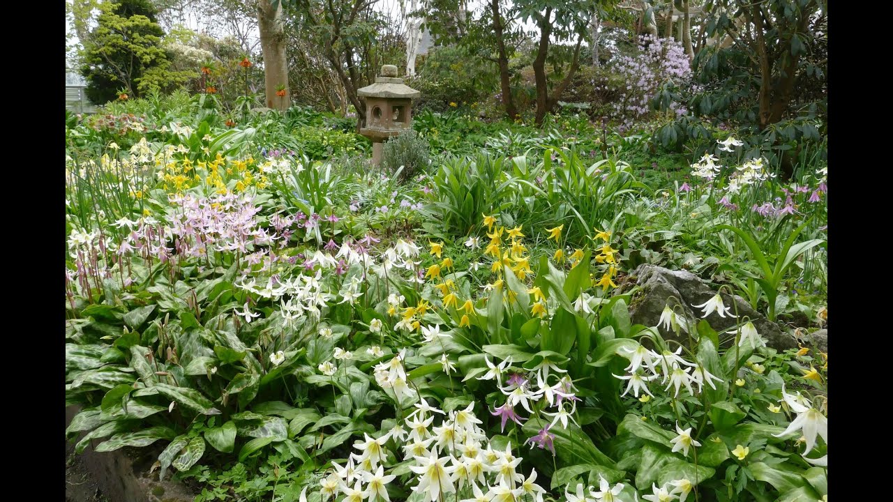 Bulb log video diary 28 04 23 Erythroniums - YouTube