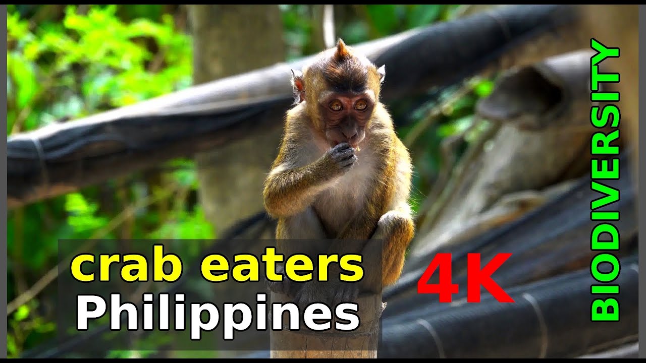 Crab-eating macaques, wild life with humans, 4K - YouTube