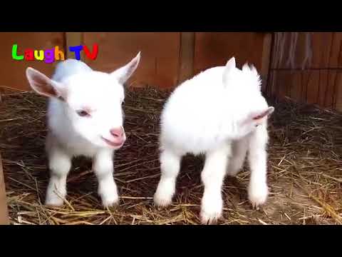 KOMİK Keçi Yavruları Ve KOMİK Hayvanar 😂😊😜