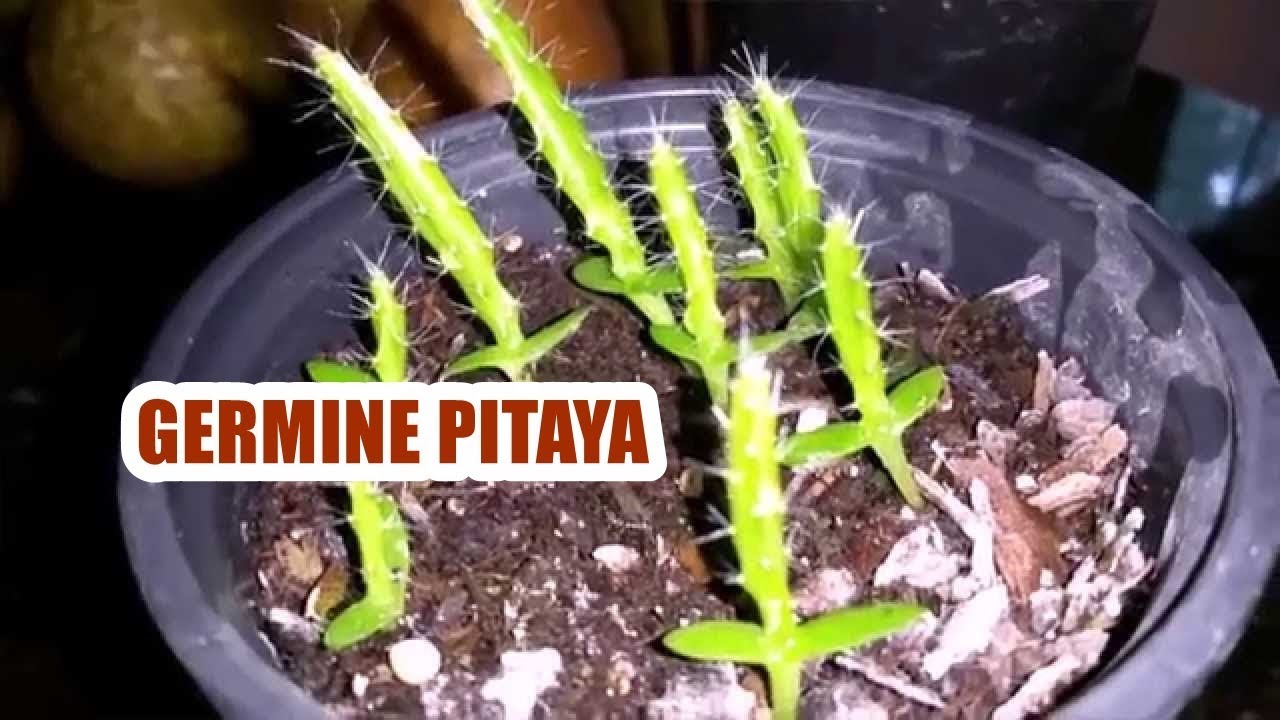 COMO PLANTAR PITAYA GERMINAR PITAYA PELA SEMENTE (how to plant dragon ...
