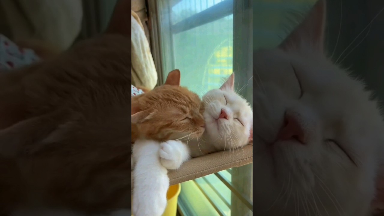 cute cat cute Billi - YouTube