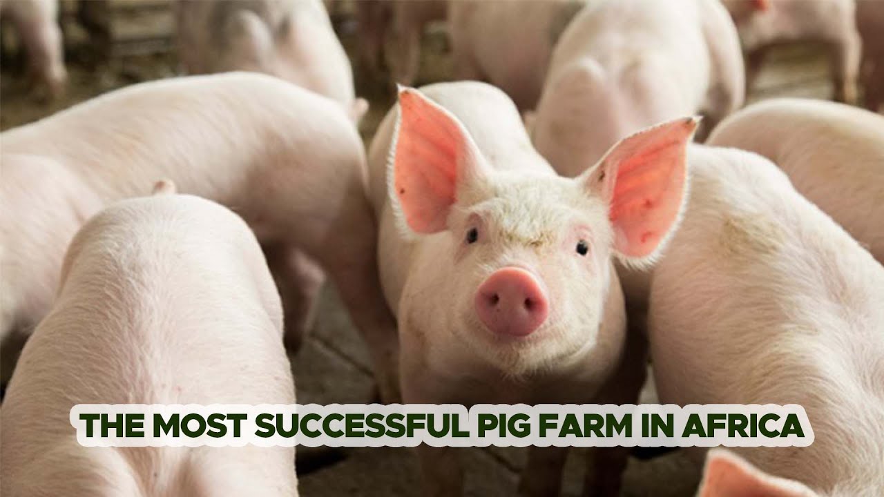 The most successful PIG FARM IN AFRICA - YouTube