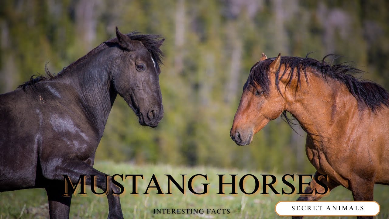 What Makes Mustang Horses So Special? Intresting Facts - YouTube