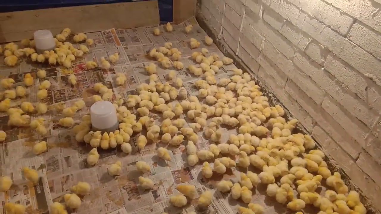 First day chicks - YouTube