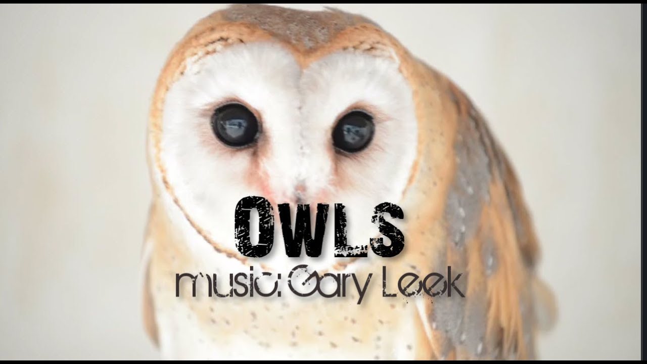 Owls - YouTube