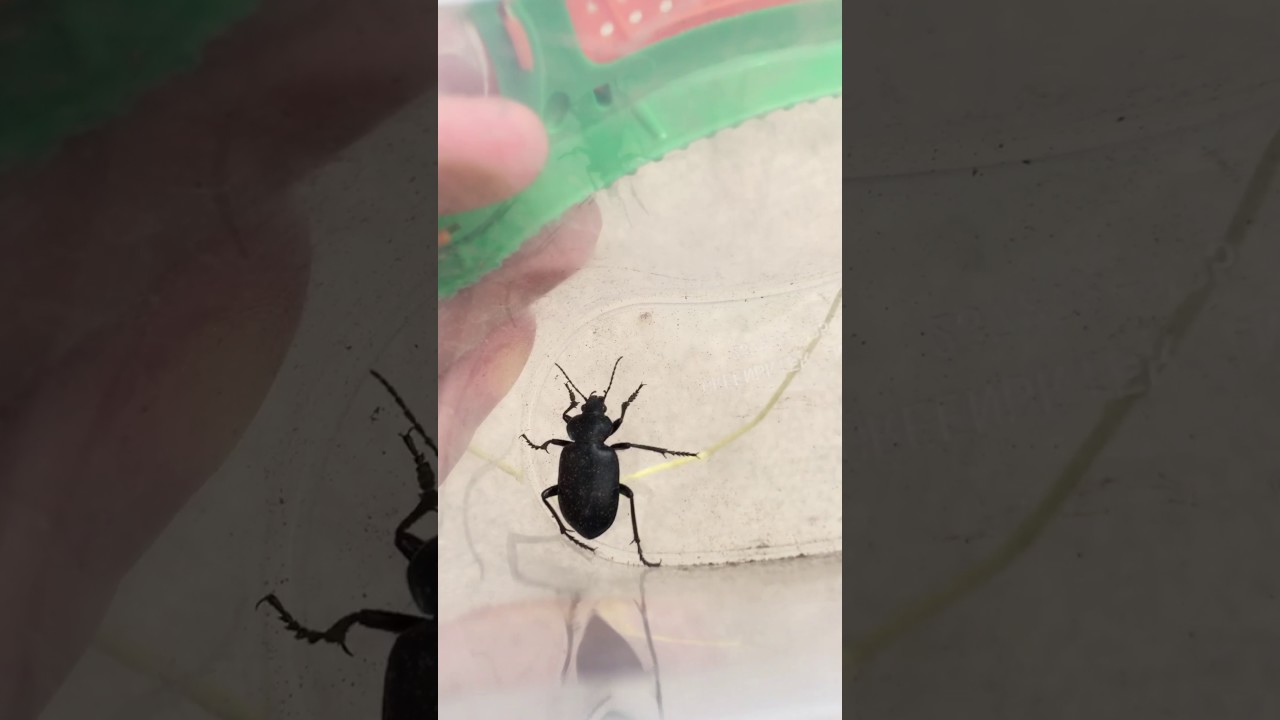 Pinacate Beetle "stink bug" - YouTube