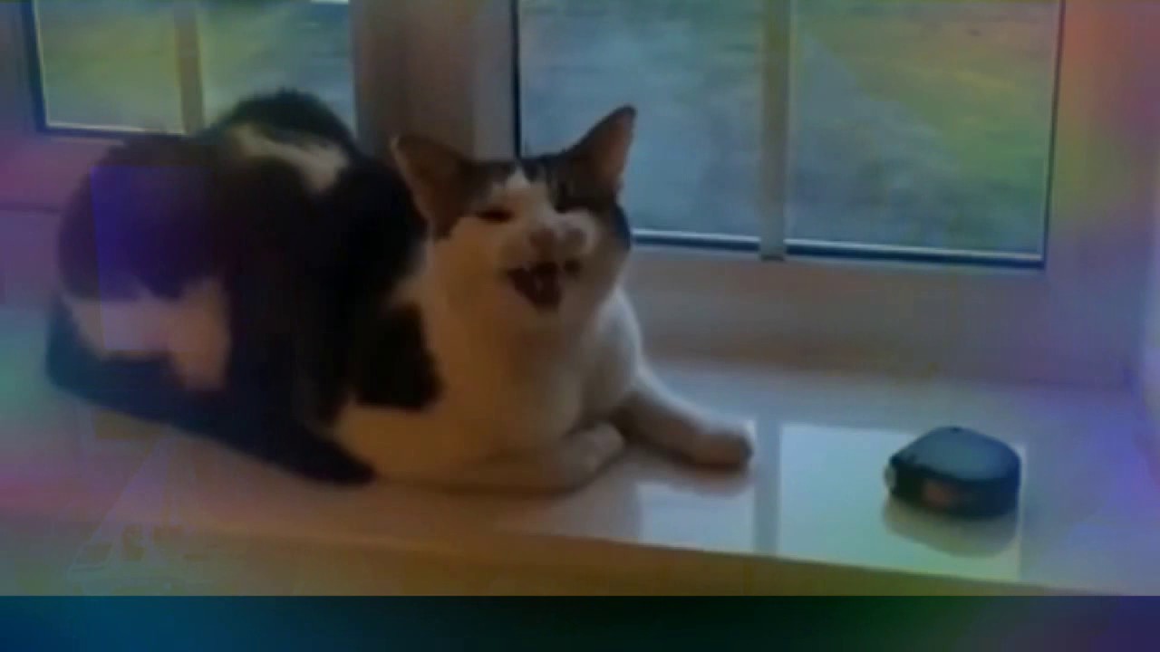 Magic (Buddy/ LDShadowladys cat, music video) - YouTube