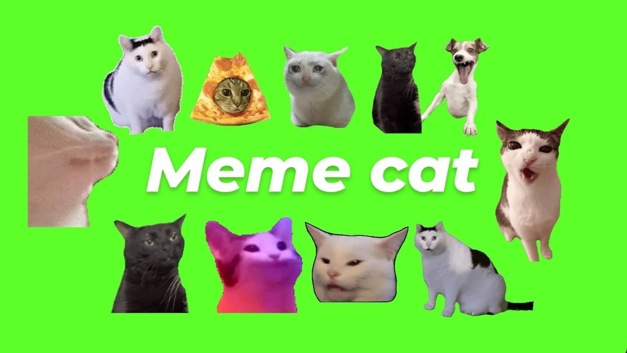 Animated Meme Cat GIF Green Screen Pack (Free Download) - YouTube