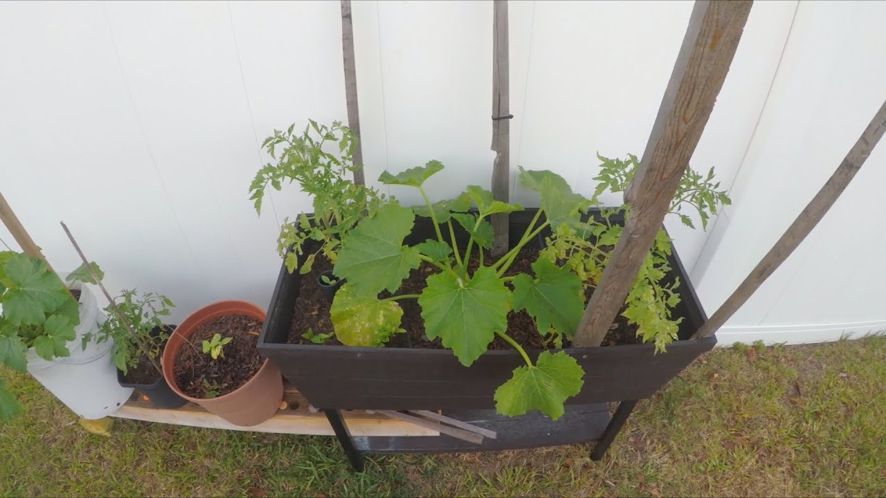 Inflation Garden 2023 Video 4 - YouTube