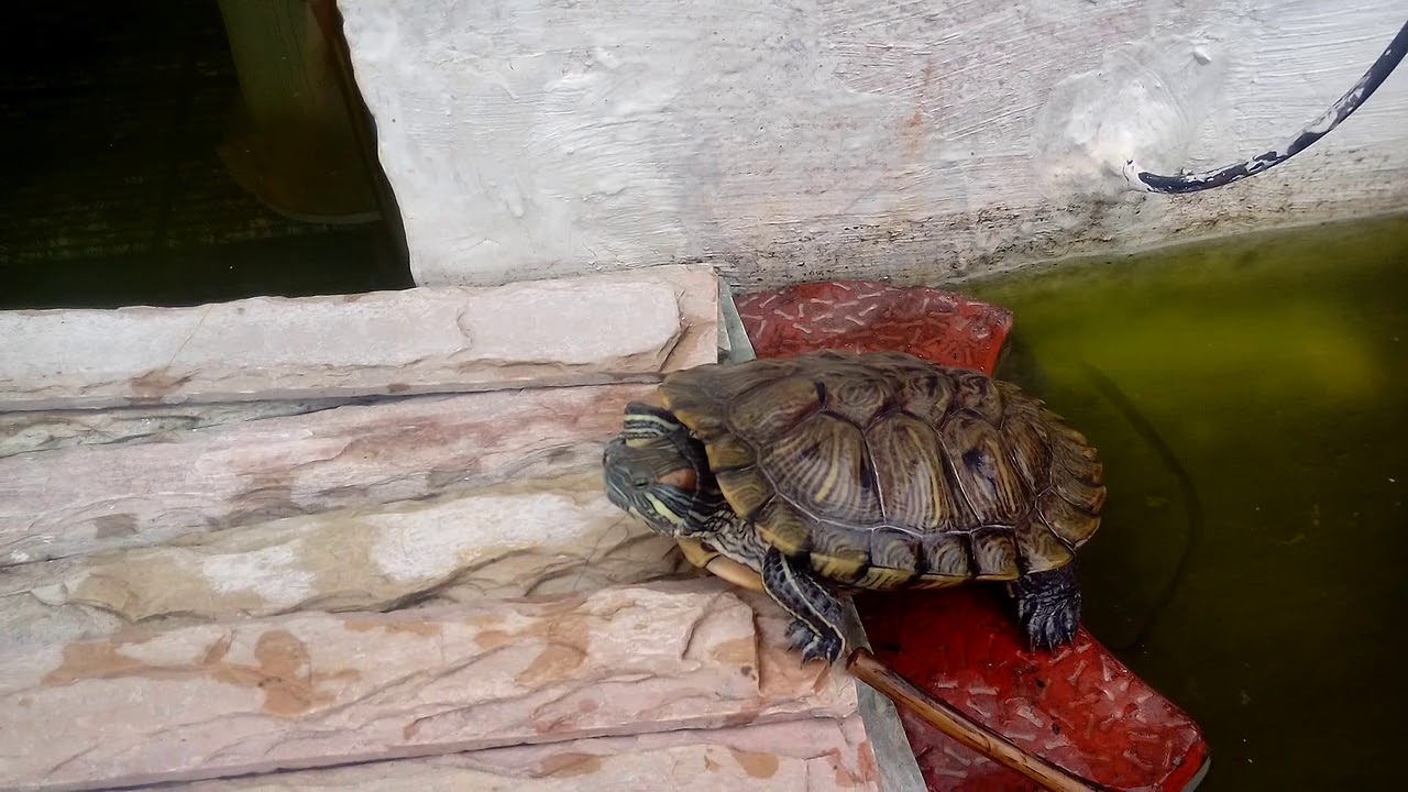 lazy morning of my turtles@turtleandfishcare - YouTube