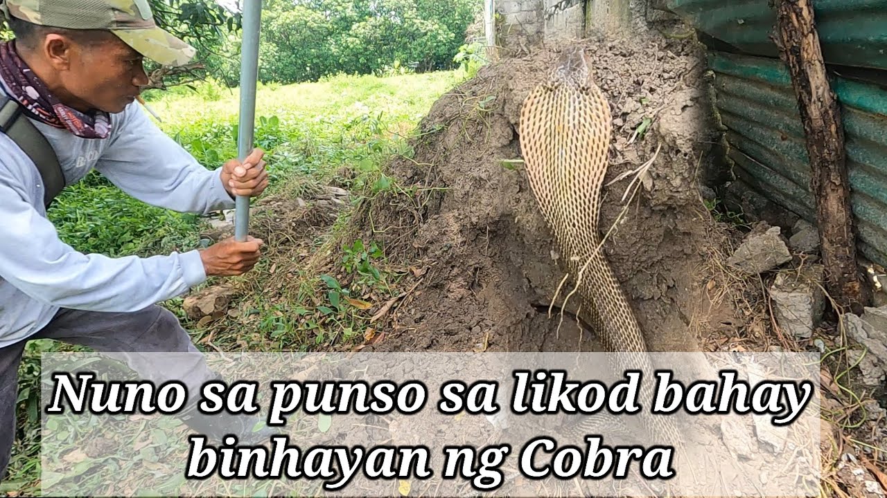 Nuno sa punso sa likod bahay binahayan ng cobra - YouTube