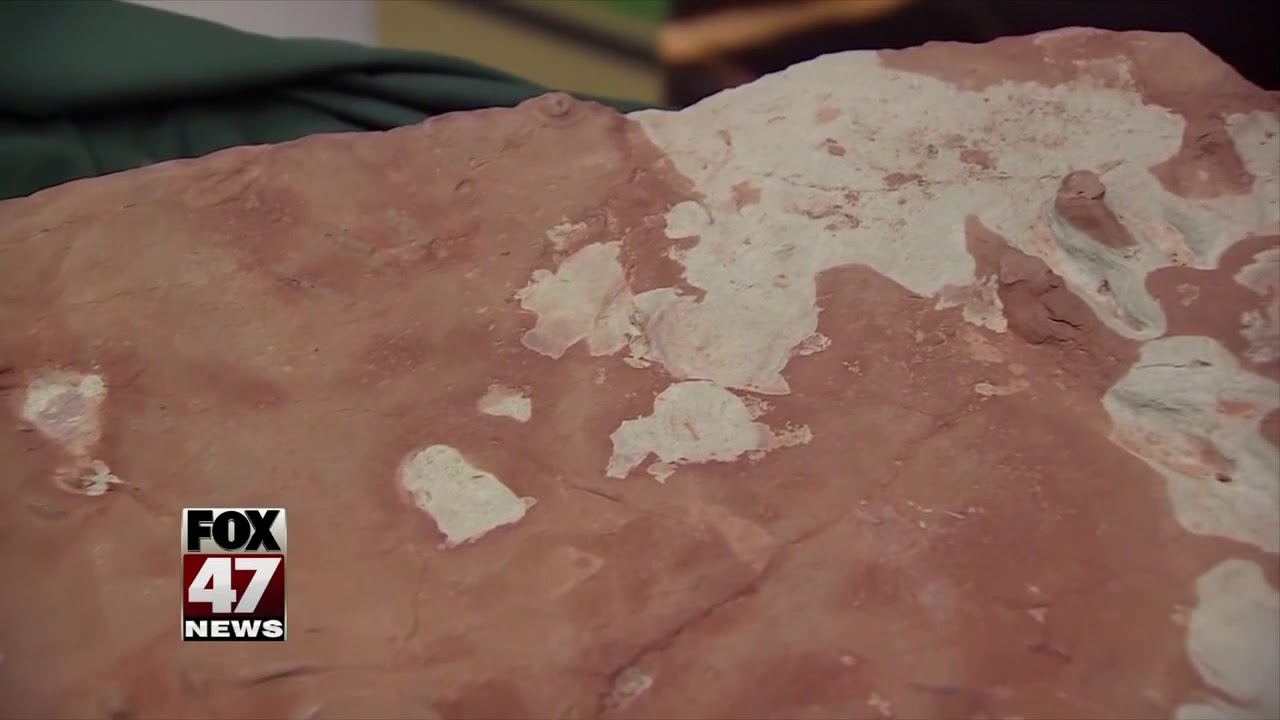 Woman finds 290 million-year-old fossil - YouTube