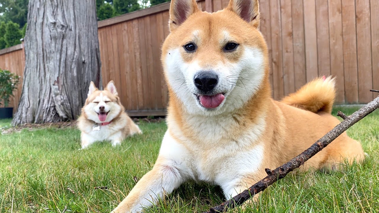 Shiba Inu Spending Time with Best Friend - Featuring a Pomsky - YouTube
