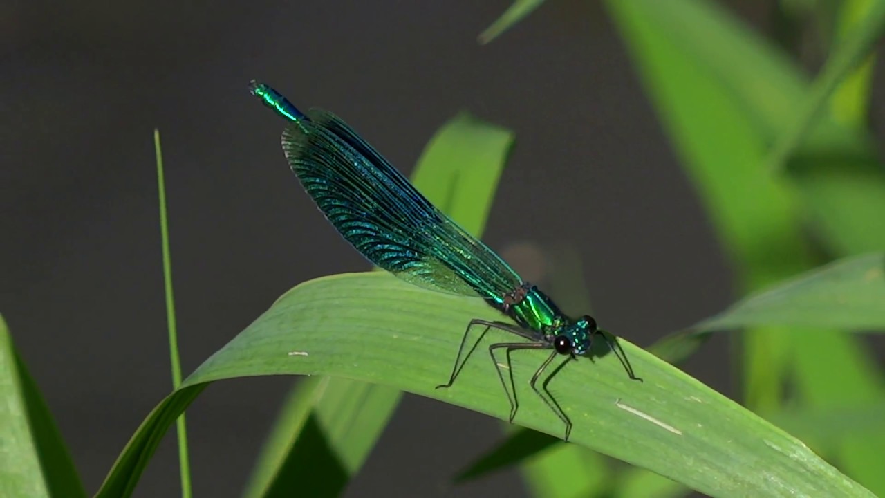 Motýlice lesklá Calopteryx splendens - YouTube