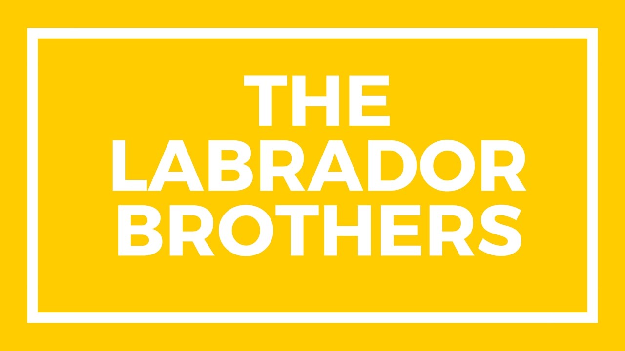 Brown labrador puppy. First walk of my brown labrador Jazz in his 6 ...