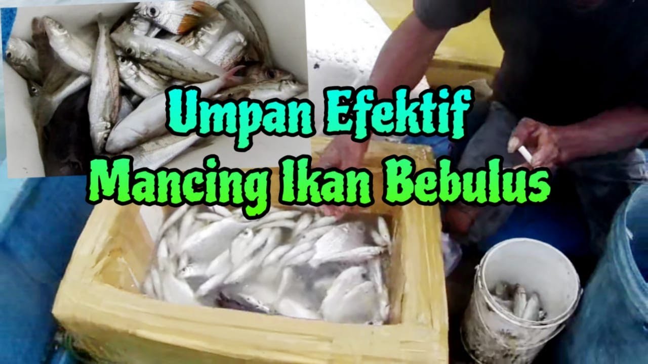 Umpan paling Efektif Mancing Ikan Bebulus Dengan Udang Potong, Hasilnya ...