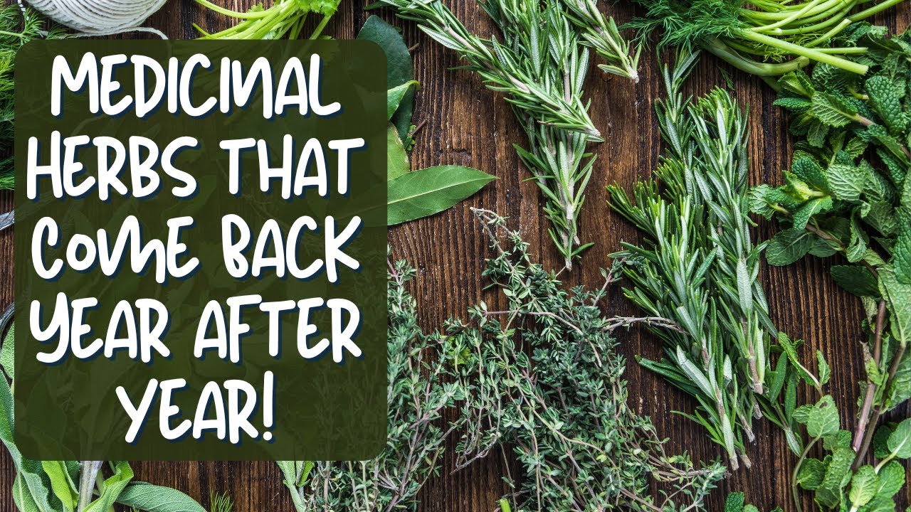 Medicinal Herbs that Come Back Every Year - YouTube