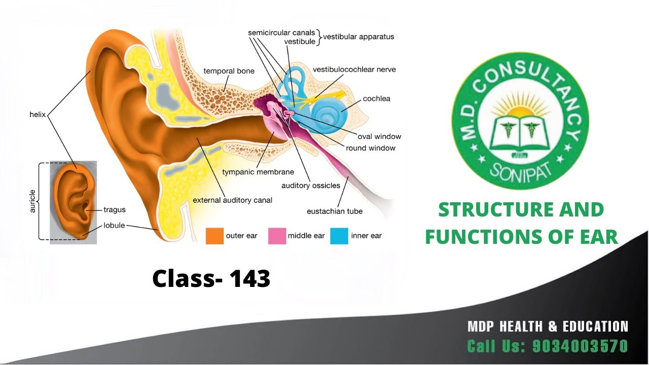 STRUCTURE AND FUNCTIONS OF EAR | Class- 143 l MDP HEALTH & EDUCATION ...