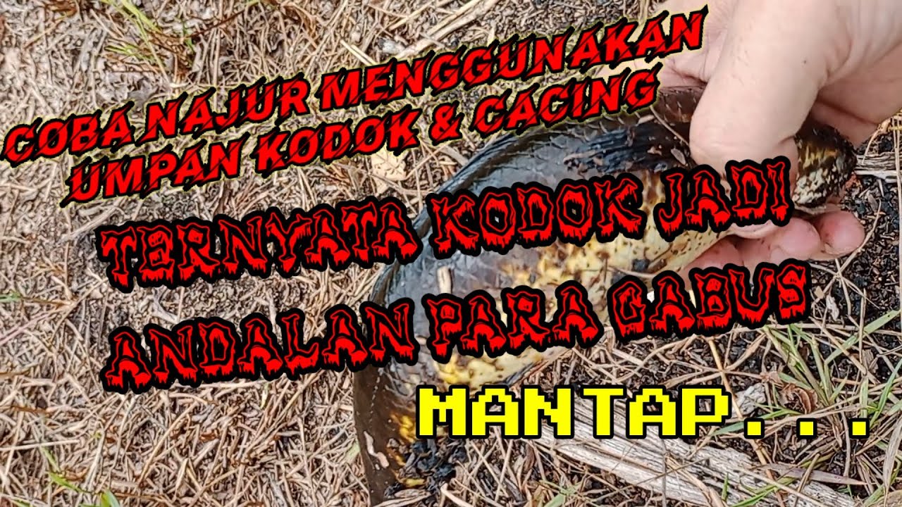 Mencoba Najur Menggunakan Umpan Kodok dan Cacing. dan Hasilnya Sungguh ...