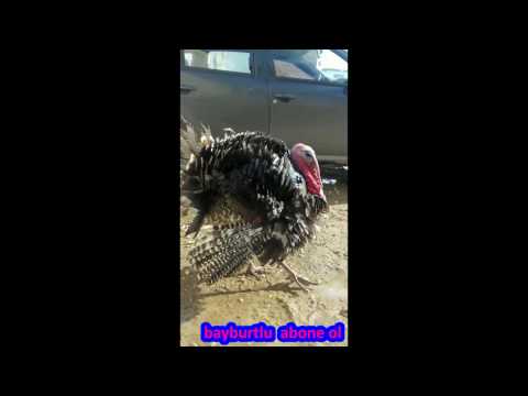KUDURMUŞ HİNDİ :( ( HAYVANLAR ALEMİ )