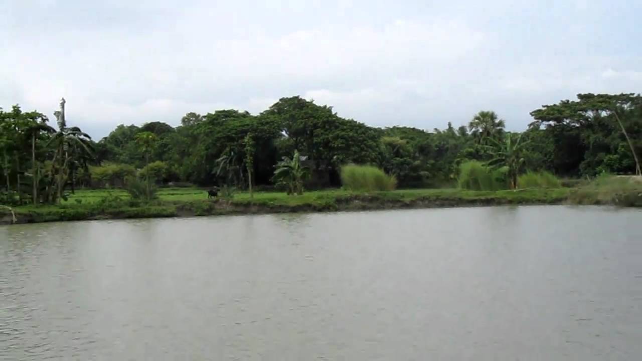 fish-breeding pond rana bangladesh 1 - YouTube