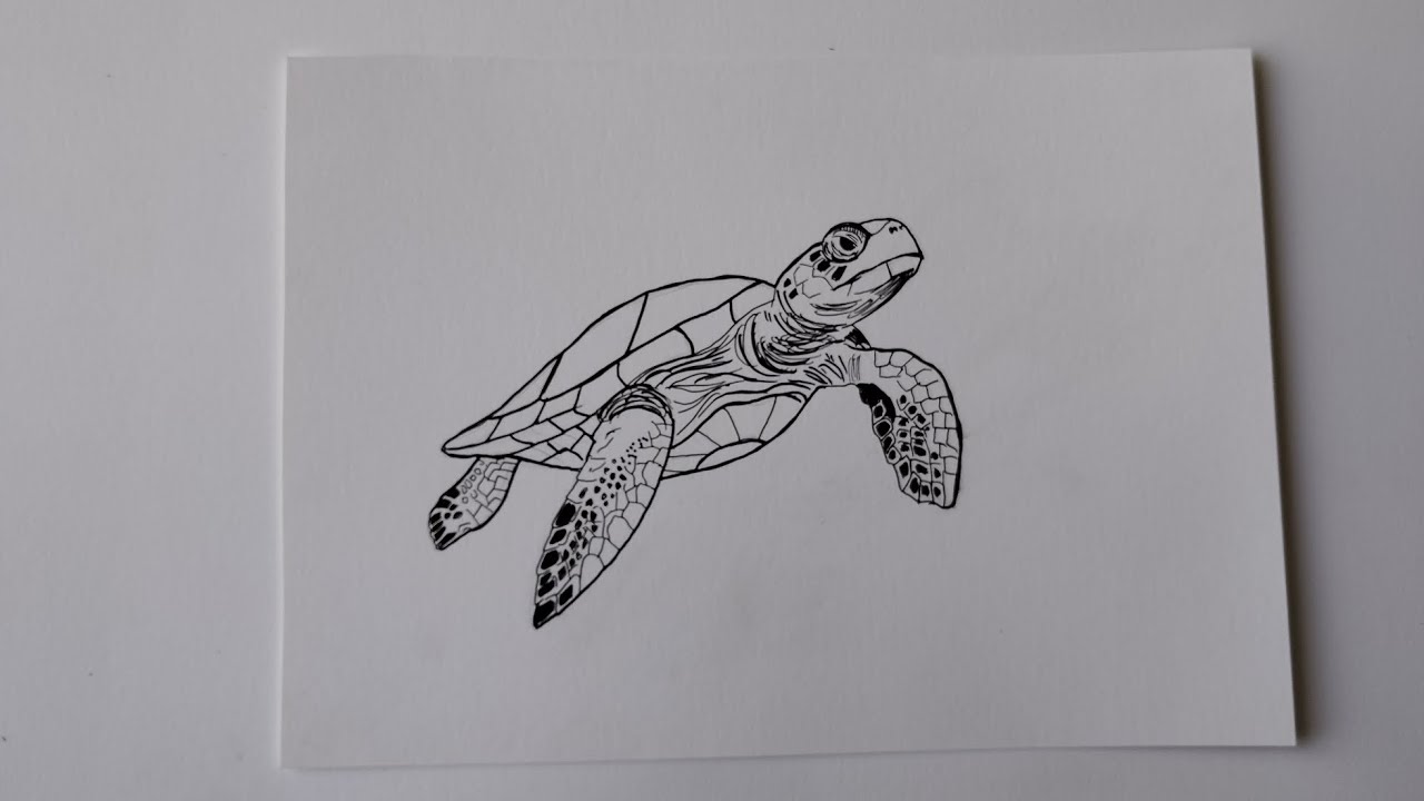 How to draw a sea turtle | easy drawing | step by step tutorial - YouTube