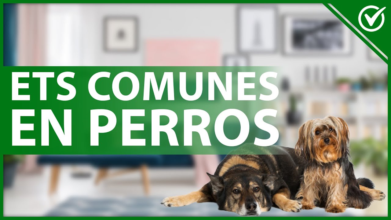 🐕 ENFERMEDADES de TRANSMISIÓN SEXUAL caninas más comunes - Mascotas e ...