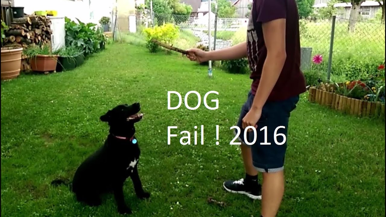 Dog Fail 2016 - Dog failed to catch stick - YouTube