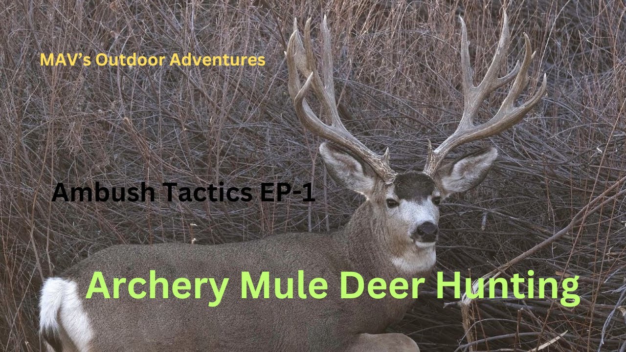 Mastering Ambush Tactics, Archery Hunting Trophy Mule Deer Bucks EP-1 # ...