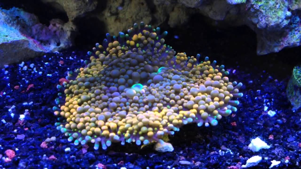 Ricordea yuma and water flow - YouTube
